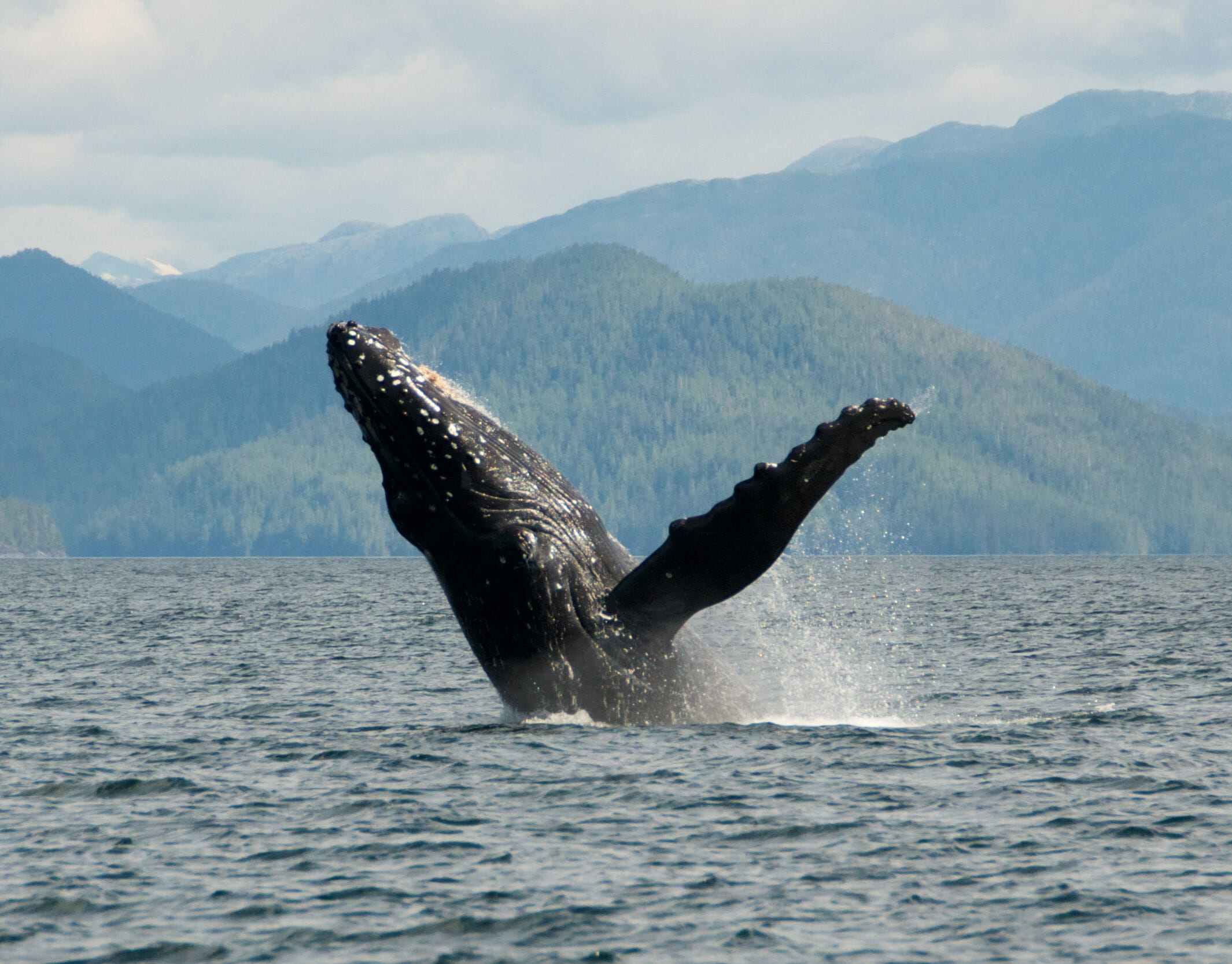 Gitga’at Guardians: Using Science to Safeguard their Territory | Coast ...