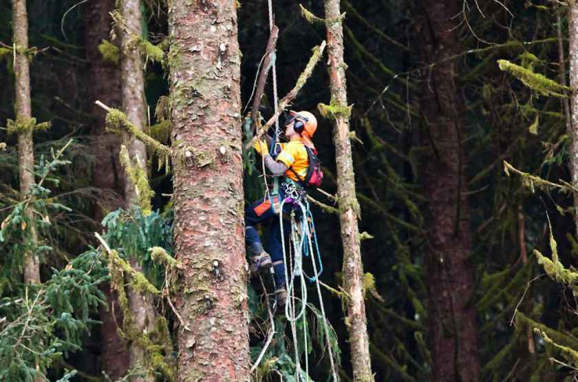 Taan Forest: Protecting Haida Values through Sustainable Forestry ...