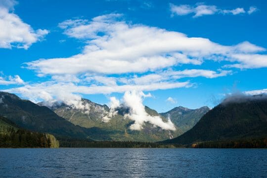 The Hidden Life of Trees in Kwiakah Territory | Coast Funds