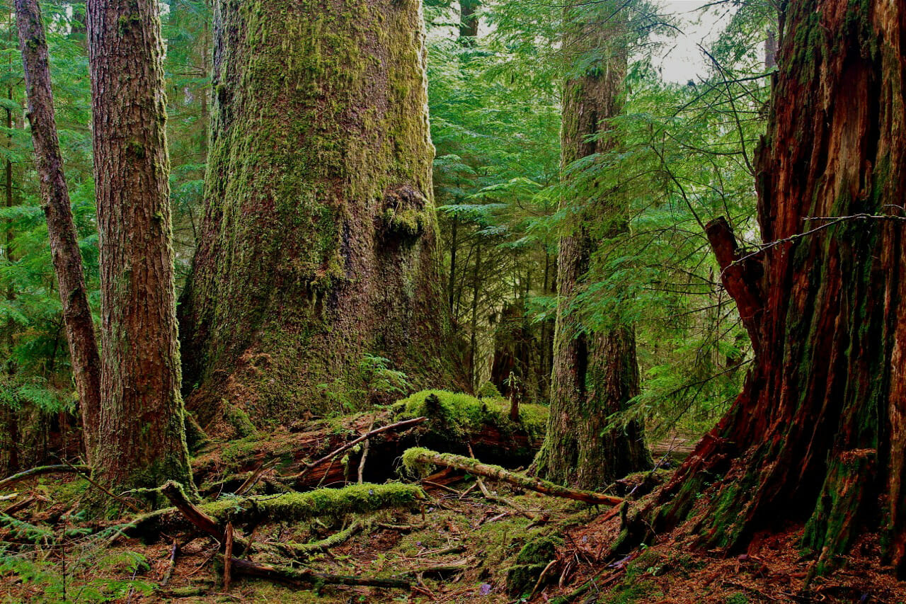 New Annual Allowable Cut Determined through Haida Nation and Province ...