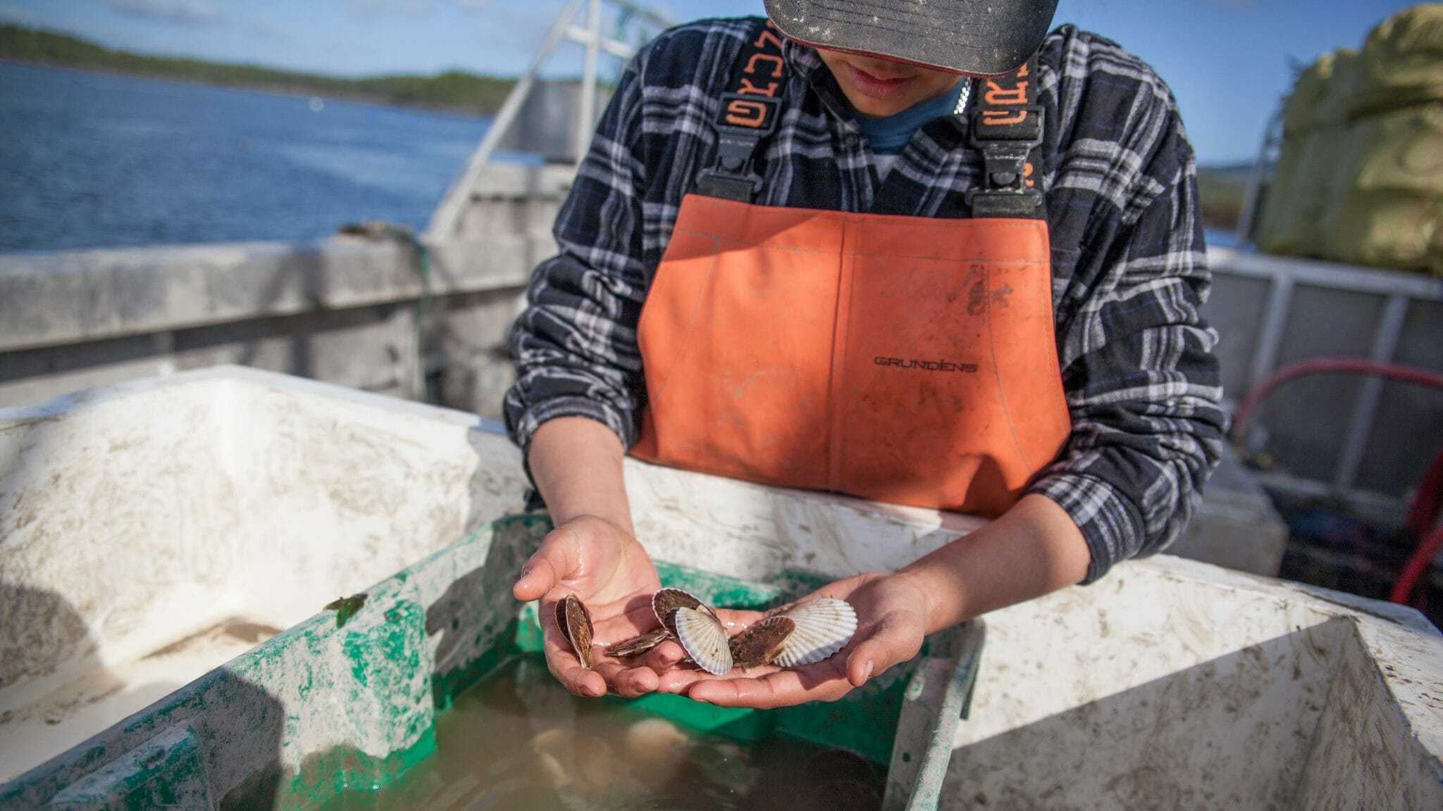 Great Bear Scallops Wins Sustainability Award from BC Food and Beverage ...