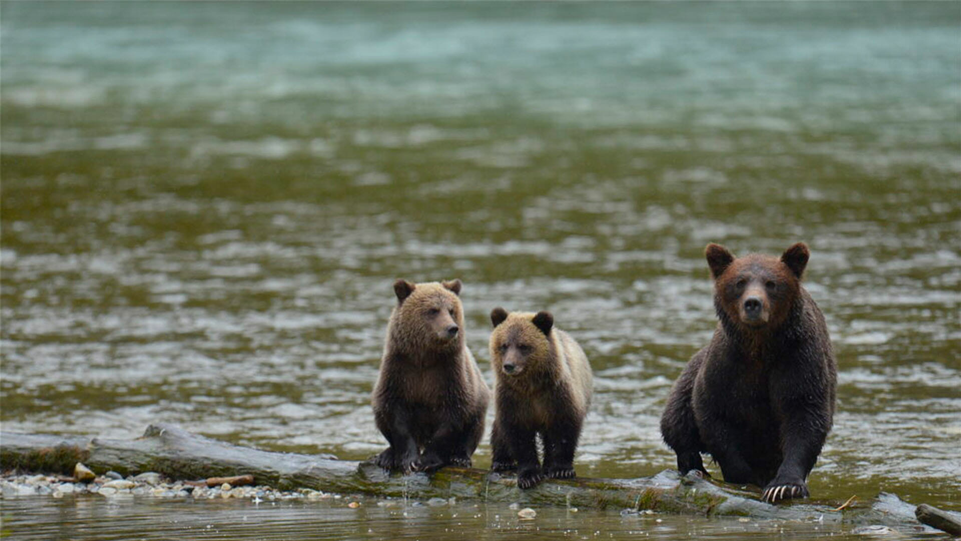 Homalco Wildlife and Cultural Tours Announces Expansion | Coast Funds