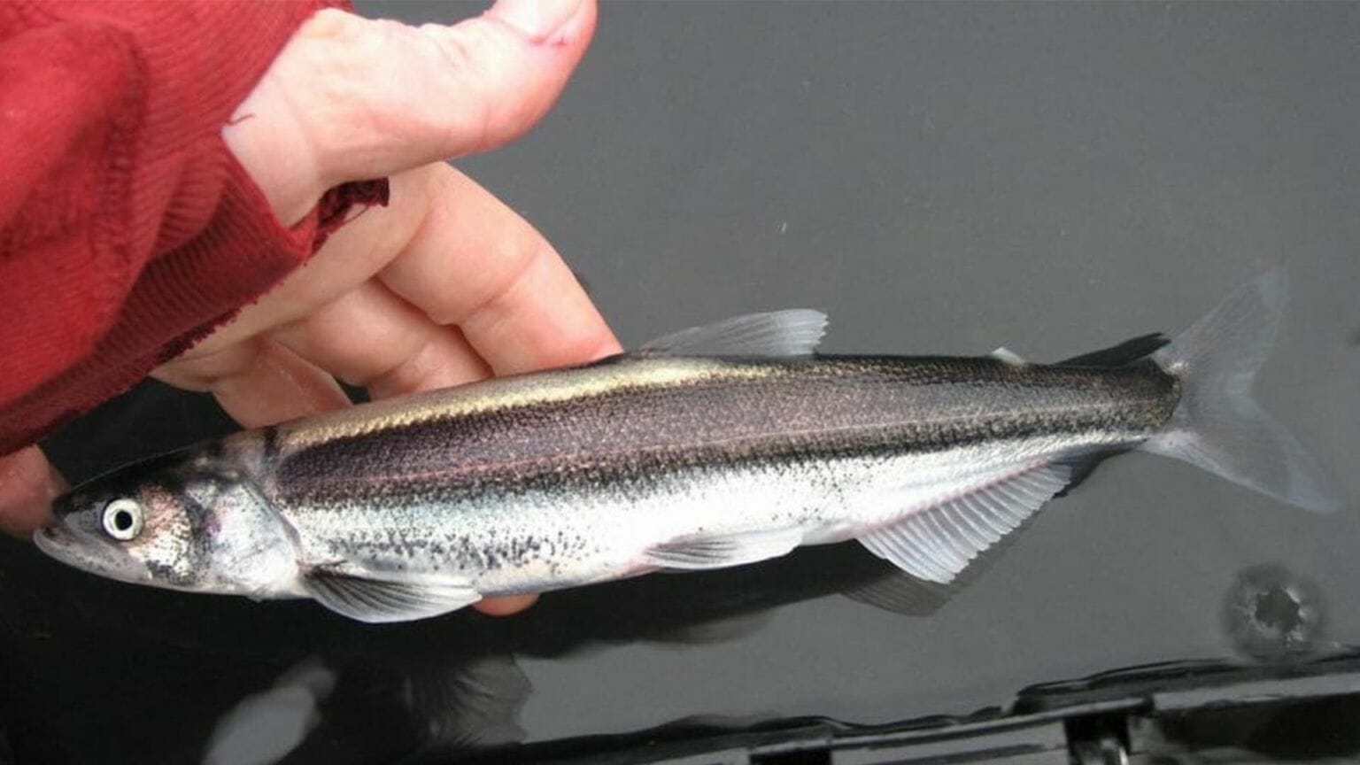 Nuxalk Stewardship and Research Featured in Sputc (Eulachon ...