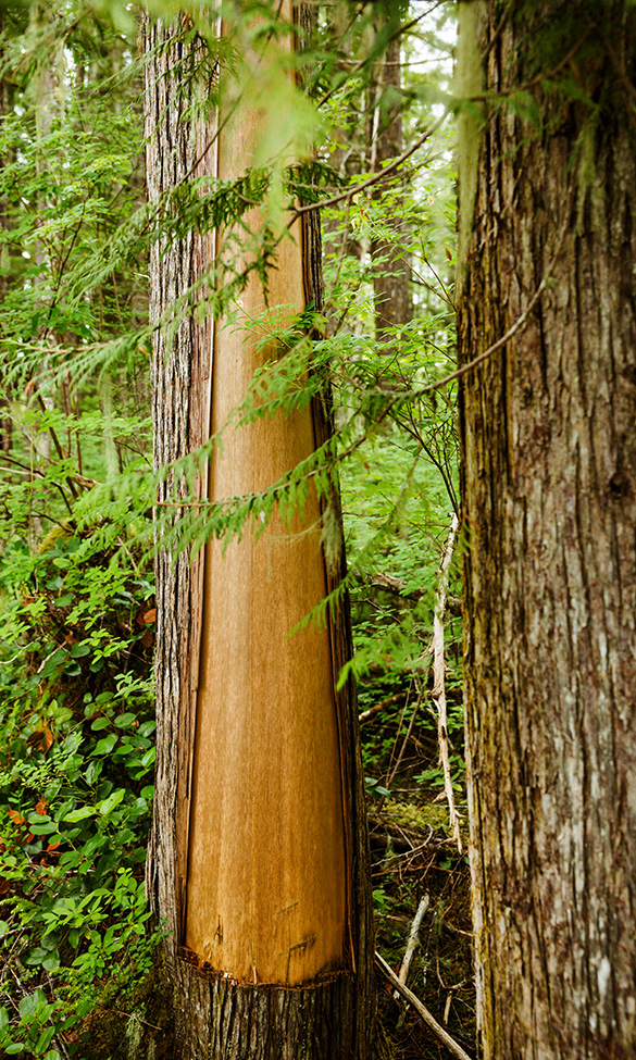 With the Metlakatla Wilderness Trail, the Metlakatla First Nation ...